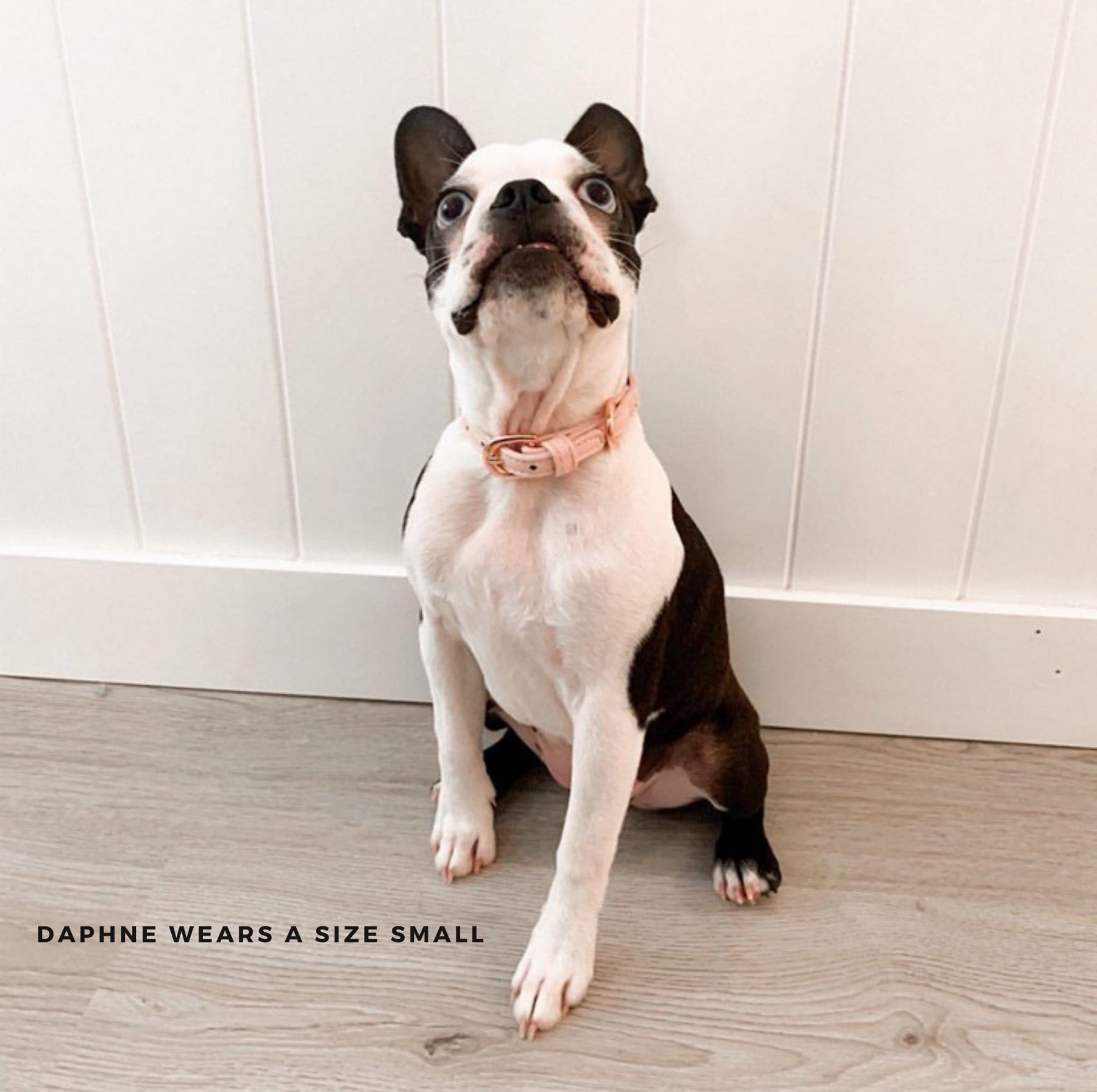 St. Argo Collar Pale Pink